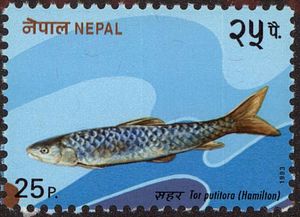 Stamp: Golden Mahseer (Tor putitora) (Nepal(Fish (1993)) Mi:NP 540,Sn ...