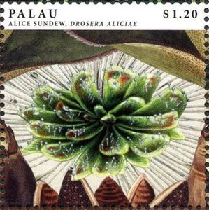 Stamp: Alice Sundew (Drosera aliciae) (Palau(Carnivorous Plants) Mi:PW ...