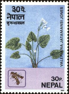 Stamp: Indian valerian (Valeriana jatamansi) (Nepal(Nepalese spices) Mi ...