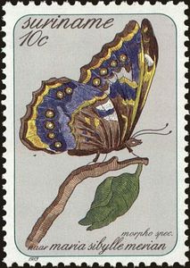 Stamp: Morpho Butterfly (Morpho sp.) (Suriname) (Local butterflies) Mi ...