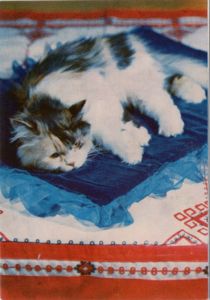 Calendario de Bolsillo: Cat lying on a Pillow (Unión Soviética, URSS ...