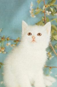 Pocket Calendar: White Kitten on a background of the Cherry Blossoms ...