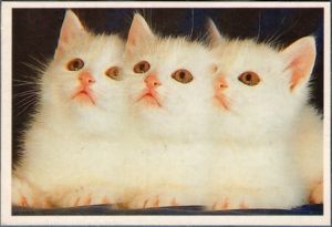 Pocket Calendar: Three white Kittens (Soviet Union, USSR(Cats) Col:SU ...