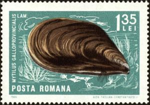 Stamp: Mediterranean Mussel (Mytilus galloprovincialis) (Romania ...