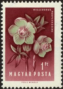 Stamp: Hellebore (Helleborus purpurascens) (Hungary(Flowers (1958)) Mi ...