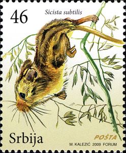Stamp: Southern Birch Mouse (Sicista subtilis) (Serbia(Protected Animal ...