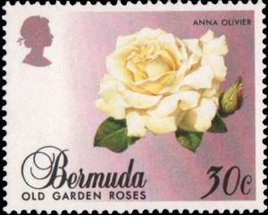 Stamp: Anna Olivier (Bermuda(Old Garden Roses) Mi:BM 526,Sn:BM 537,Yt ...