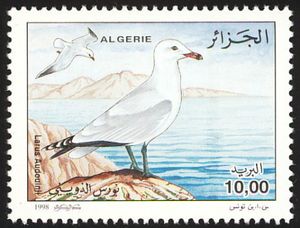 Stamp: Audouin's Gull (Larus audouinii) (Algeria(Marine birds) Mi:DZ ...