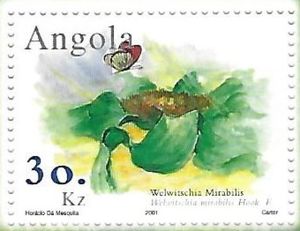 Stamp: Welwitschia Mirabilis (Angola(BELGICA'01 - Flowers of Angola ...