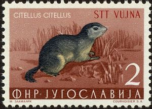 Timbre: European Ground Squirrel (Spermophilus citellus) (Trieste ...