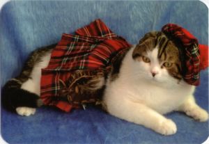 Pocket Calendar: Cattery Finland - Scottish Fold (Russia(Catteries) Col ...