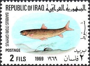 Stamp: Shabout (Barbus grypus) (Iraq(Fish (1969)) Mi:IQ 548,Sn:IQ 491 ...