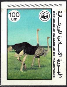 Stamp: Ostrich (Struthio camelus) (Mauritania(WWF) Mi:MR 600B