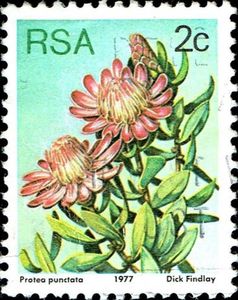 Stamp: Water Sugarbush (Protea punctata) (South Africa(Sugarbushes) Mi ...