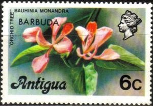 Barbuda: Orchid Tree (Bauhinia monandra) - Overprinted, 1977 : US$ 0.13 ...
