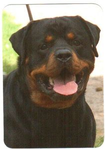 Calendario de Bolsillo: Rottweiler (Rusia(Dogs) Col:RUS-2008-Dog-028.05