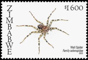 Stamp: Wall Spider (Selenops sp.) (Zimbabwe) (Spiders (2003)) Mi:ZW 765 ...
