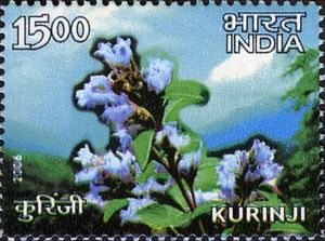 Stamp: Kurinji Flowers (Strobilanthes kunthiana) (India(Kurinji Flowers ...