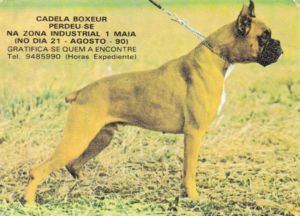 Pocket Calendar: Boxer (Portugal(Dogs) Col:PT-1991-Dog-001