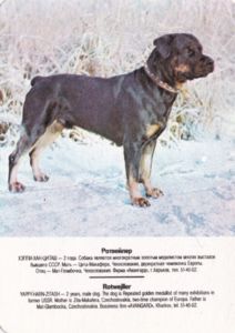 Calendario de Bolsillo: Rottweiler (Ucrania(Dogs) Col:UA-1994-Dog-002