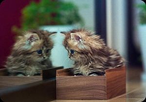 Calendario de Bolsillo: Cats - 02/16 (Rusia(Ben Torode Kitten) Col:RUS ...