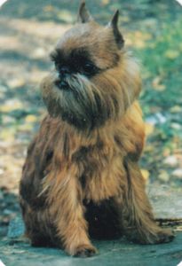 Pocket Calendar: Brussels griffon (Russia(Dogs) Col:RUS-1999-Dog-012.03