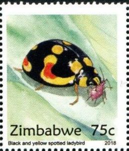 Stamp: Black and Yellow Spotted Ladybird (Cheilomenes sulphurea ...