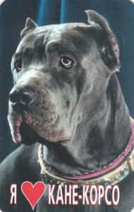 Calendario de Bolsillo: Cane Corso Italiano (Rusia(Dogs) Col:RUS-2001 ...
