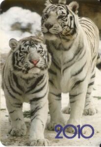 Calendario de Bolsillo: Tiger (Rusia(Tigers) Col:RUS-2010-Tiger-008.10