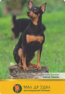 Calendario de Bolsillo: Prague Ratter (Rusia(Breeders of Dogs) Col:RUS ...