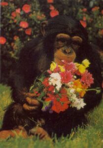 Calendario de Bolsillo: Monkey (Rusia(Animals (Fauna)) Col:RUS-1995 ...