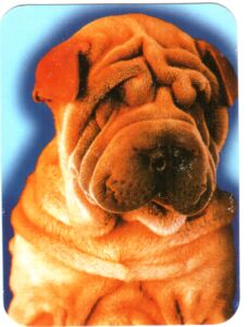 Calendario de Bolsillo: Sharpay (Rusia(Dogs) Col:RUS-2004-Dog-002.08