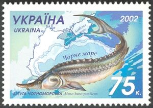 Stamp: Black Sea Beluga (Huso huso ponticus) (Ukraine(Endangered ...