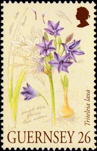 Stamp: Triteleia laxa (Guernsey('A Botonists Sketchbook', Restoration ...