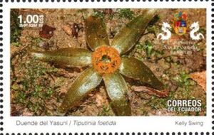Stamp: Tiputinia foetida (Ecuador(Science Faculty of St.Francis ...