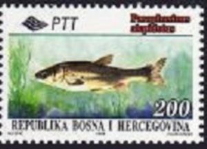 Stamp: Cyprinid (Paraphoxinus alepidotus) (Bosnia and Herzegovina(Flora ...