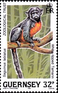 Stamp: White-lipped Tamarin (Saguinus labiatus) (Guernsey(10th ...