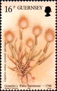 Stamp: Dried Hares-Tail Grass (Lagurus ovatus) (Guernsey(Bicentenary of Publication Flora ...