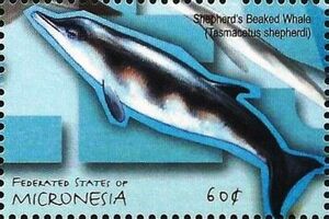 Stamp: Tasmacetus shepherdi (Micronesia, Federated States of) (Whales ...