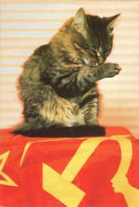Calendario de Bolsillo: Kitten on the Flag of the USSR (Unión Soviética ...