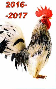 Calendario de Bolsillo: Rooster (Israel(Birds) Col:IL-2017-Rooster-002.06