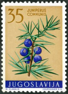 Stamp: Juniperus Communis (Yugoslavia(Flowers (1959)) Mi:YU 887,Sn:YU ...