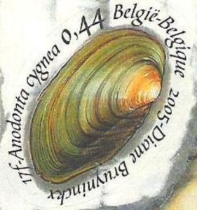 Stamp: Swan Mussel (Anodonta cygnea) closed (Belgium) (Shells) Mi:BE ...
