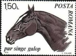 Stamp: Thoroughbred Horse (Equus ferus caballus) (Romania(Horses (1970 ...