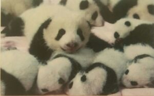 Calendario de Bolsillo: Pandas (Bulgaria(Animals) Col:BUL-2017-Animal ...