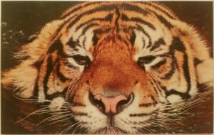 Calendario de Bolsillo: Tiger (Bulgaria(Animals) Col:BUL-2017-Animal ...