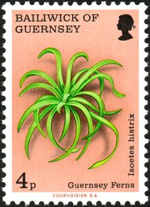 Stamp: Guernsey Quillwort (Isoetes histrix) (Guernsey(Guernsey Ferns ...