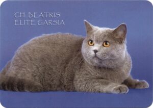 Pocket Calendar: British Cat Ch. Beatris Elite Garsia (Russia(Catteries ...