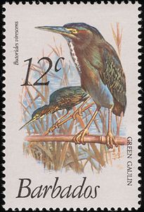 Stamp: Green Gaulin (Butorides virescens) (Barbados(Birds) Mi:BB 470,Sn ...