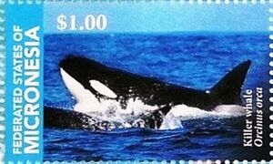 Stamp: Killer Whale (Orcinus orca) (Micronesia, Federated States of ...